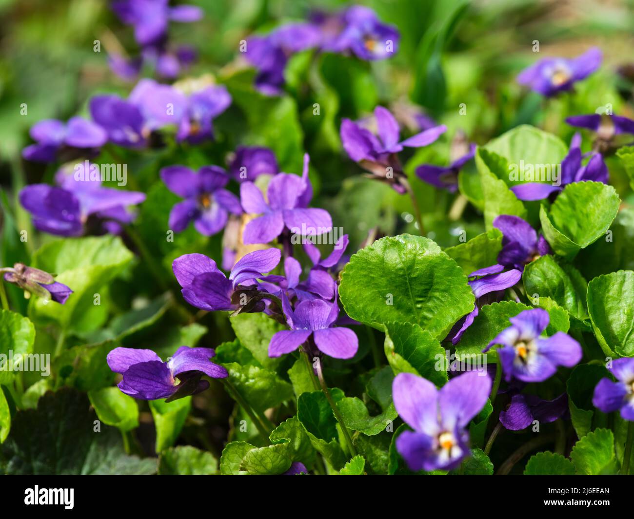 Close-up of Viola odorata flowering in meadow. Spring time Stock Photo ...
