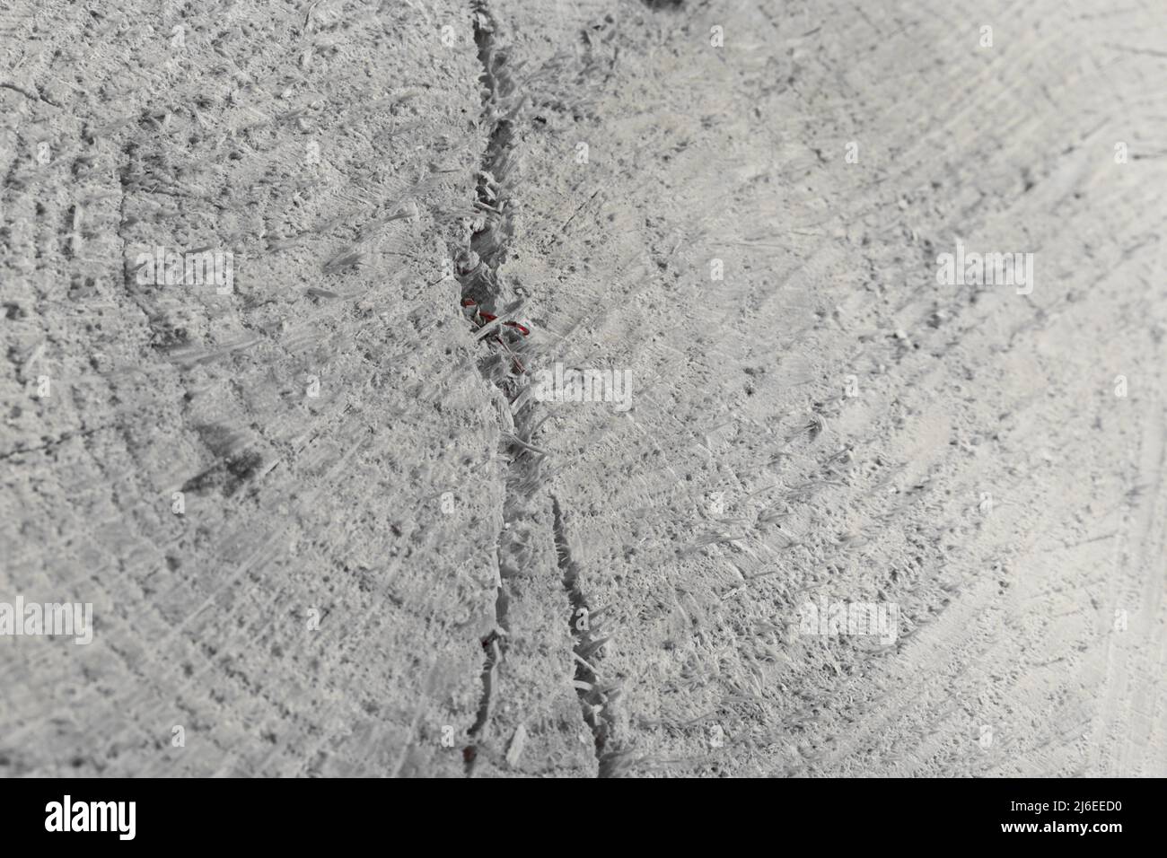 Spider hidden in a slit of a cut tree black and white photo with color ...