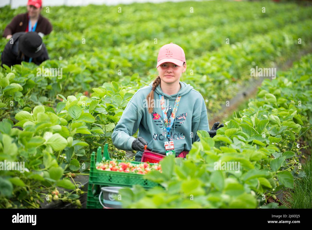 01 May 2022, Mecklenburg-Western Pomerania, Rövershagen: Harvest helper ...