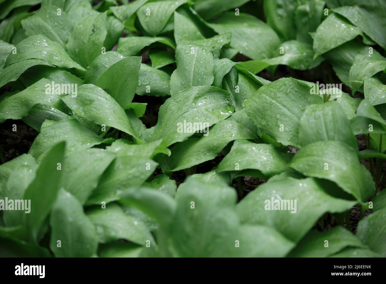 Green leaves of ramson in early spring. Allium ursinum. Wild garlic ...