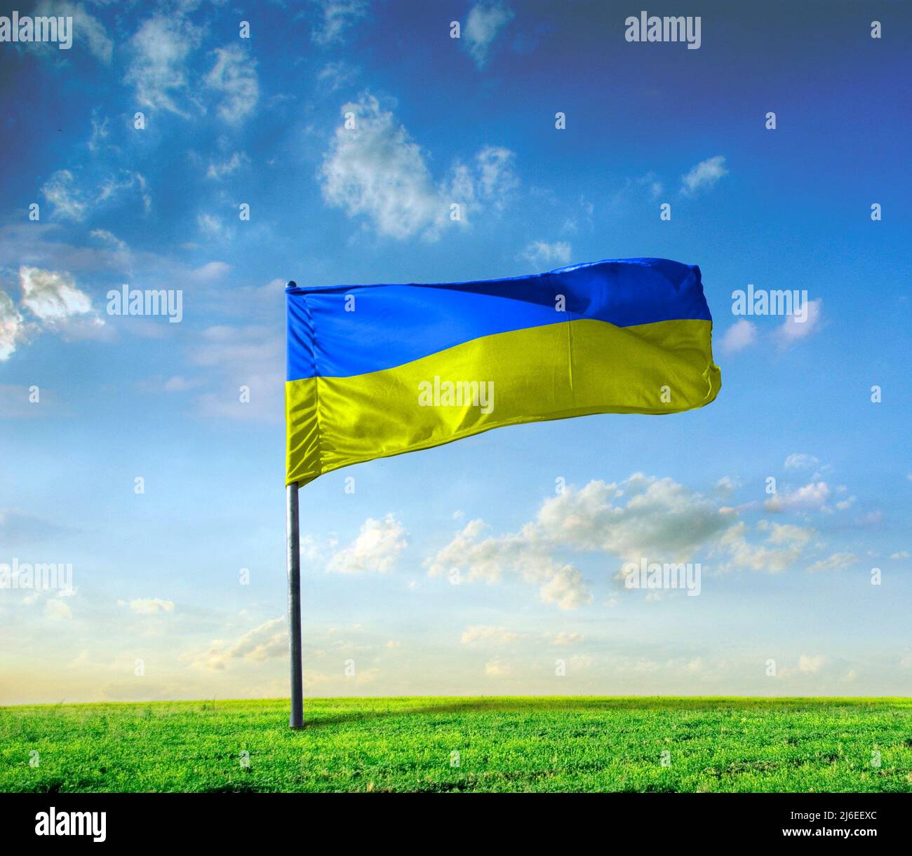 Landscape with Ukrainian flag in Ukrainian field Stock Photo - Alamy
