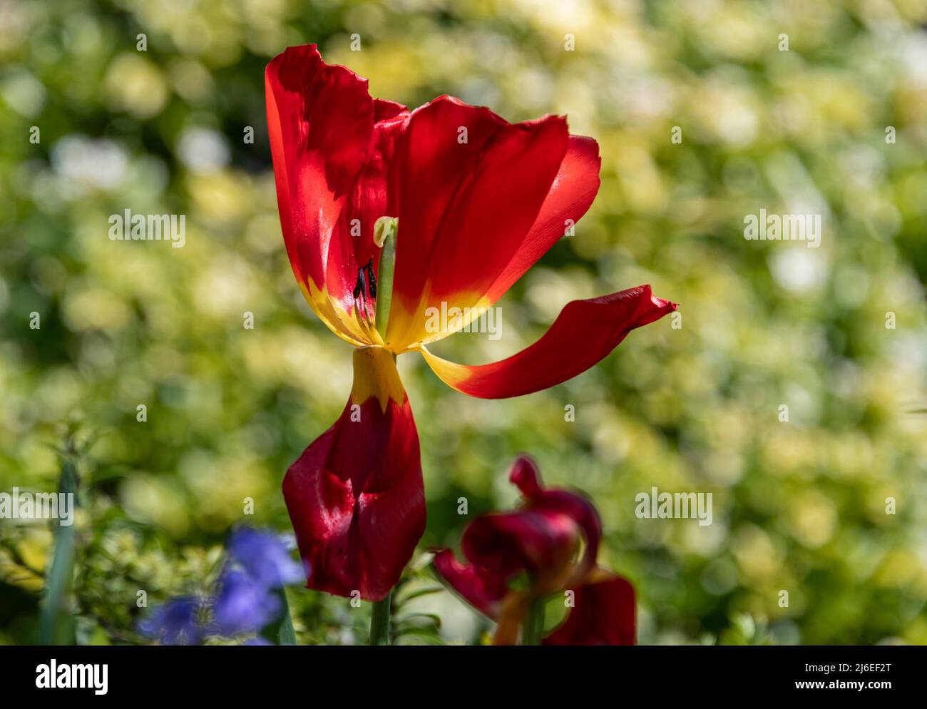 Red tulip in uk hi-res stock photography and images - Alamy