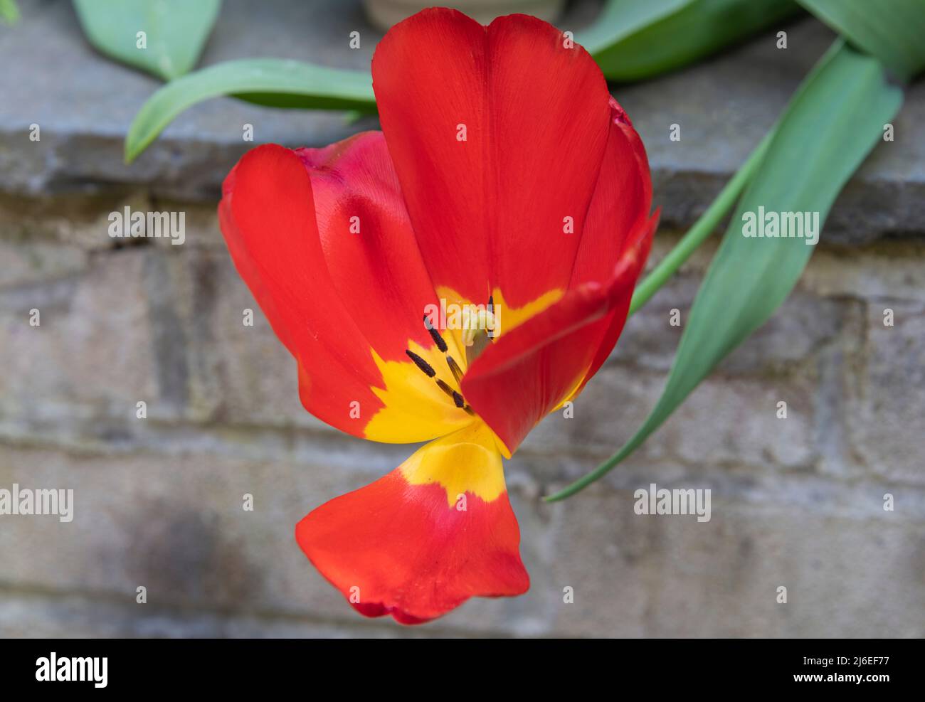 Single flowering Red Tulipa tulipa over brick wall, UK Stock Photo - Alamy