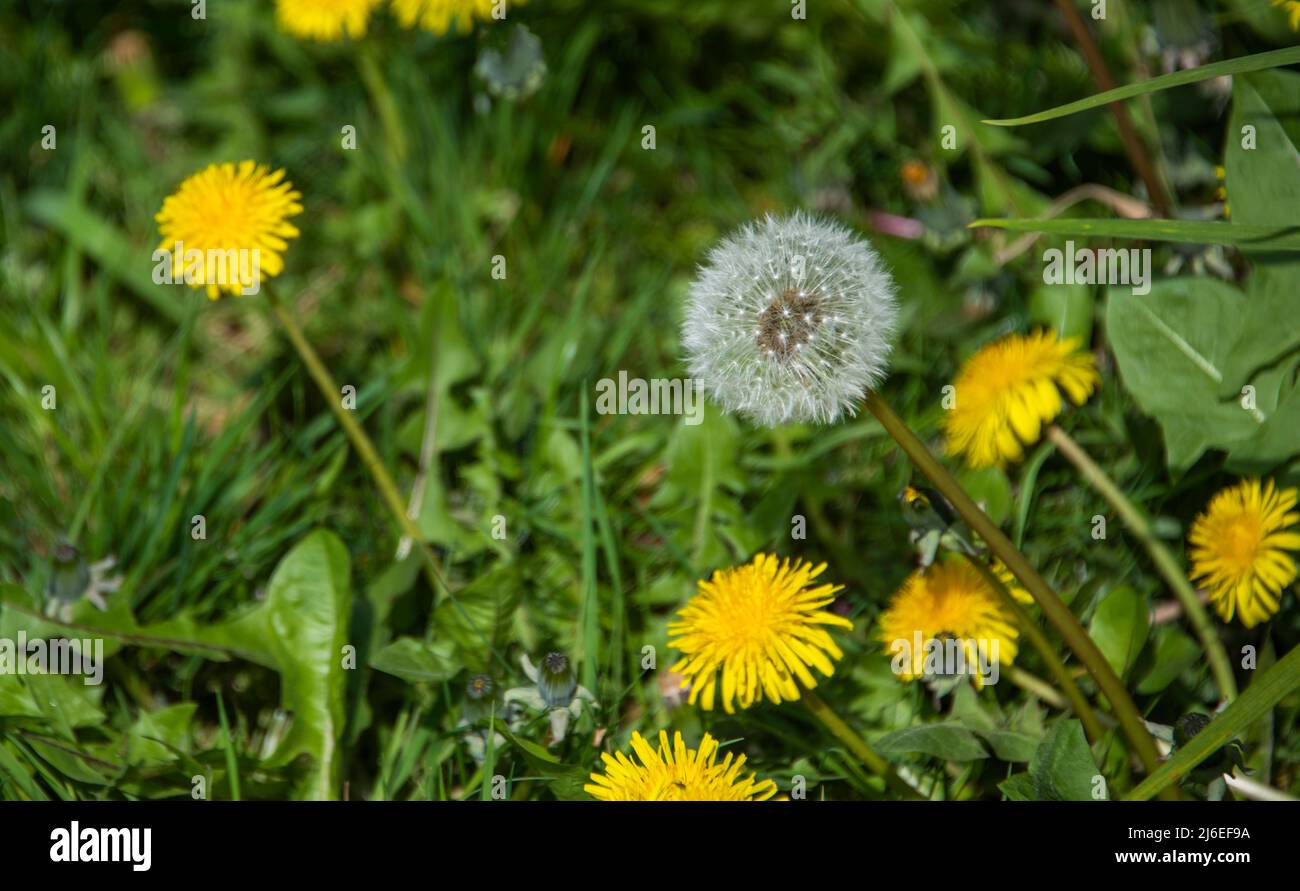 Wild flowers dandelion clocks hi-res stock photography and images - Alamy