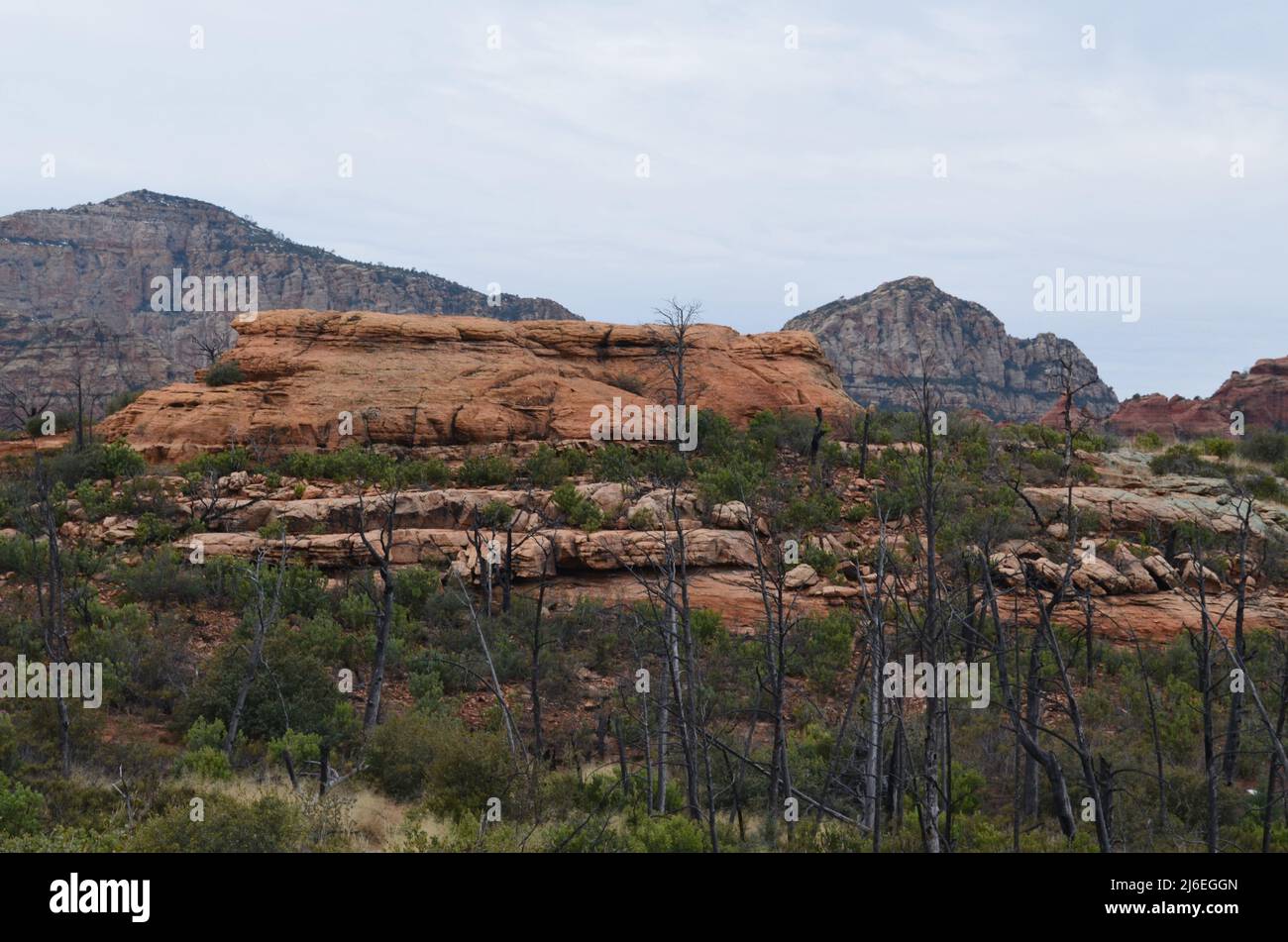 Lots of dead trees in front of a stone plateau in Sedona Arizona Stock ...