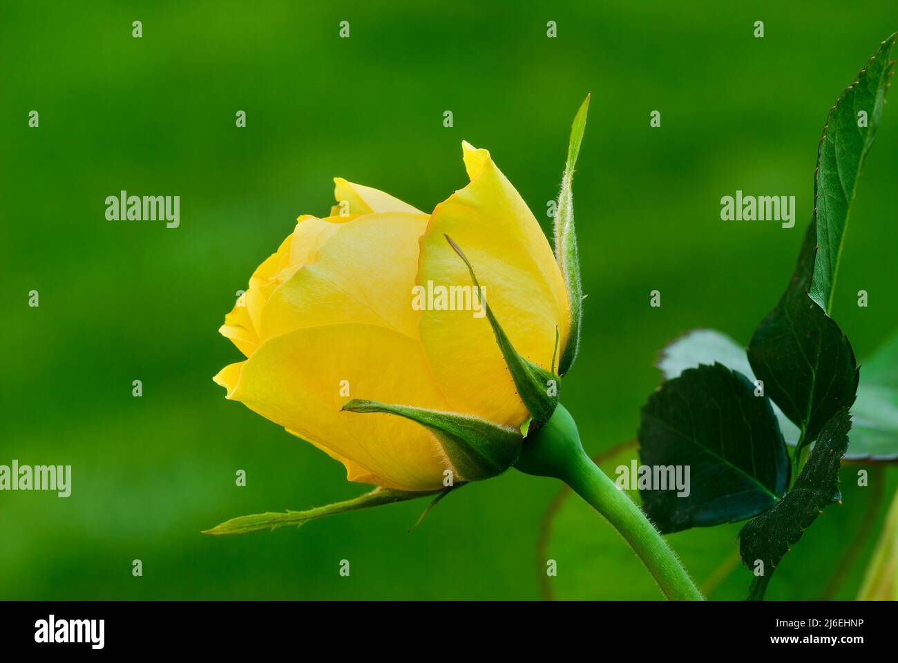 Yellow rose side view flower hi-res stock photography and images - Alamy