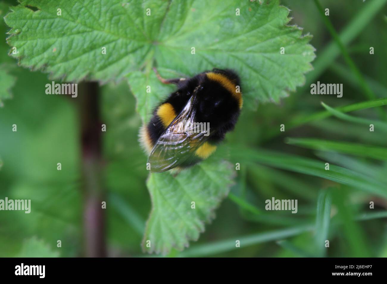 A closeup of a bee that has landed on a leaf in a meadow in Liverpool ...