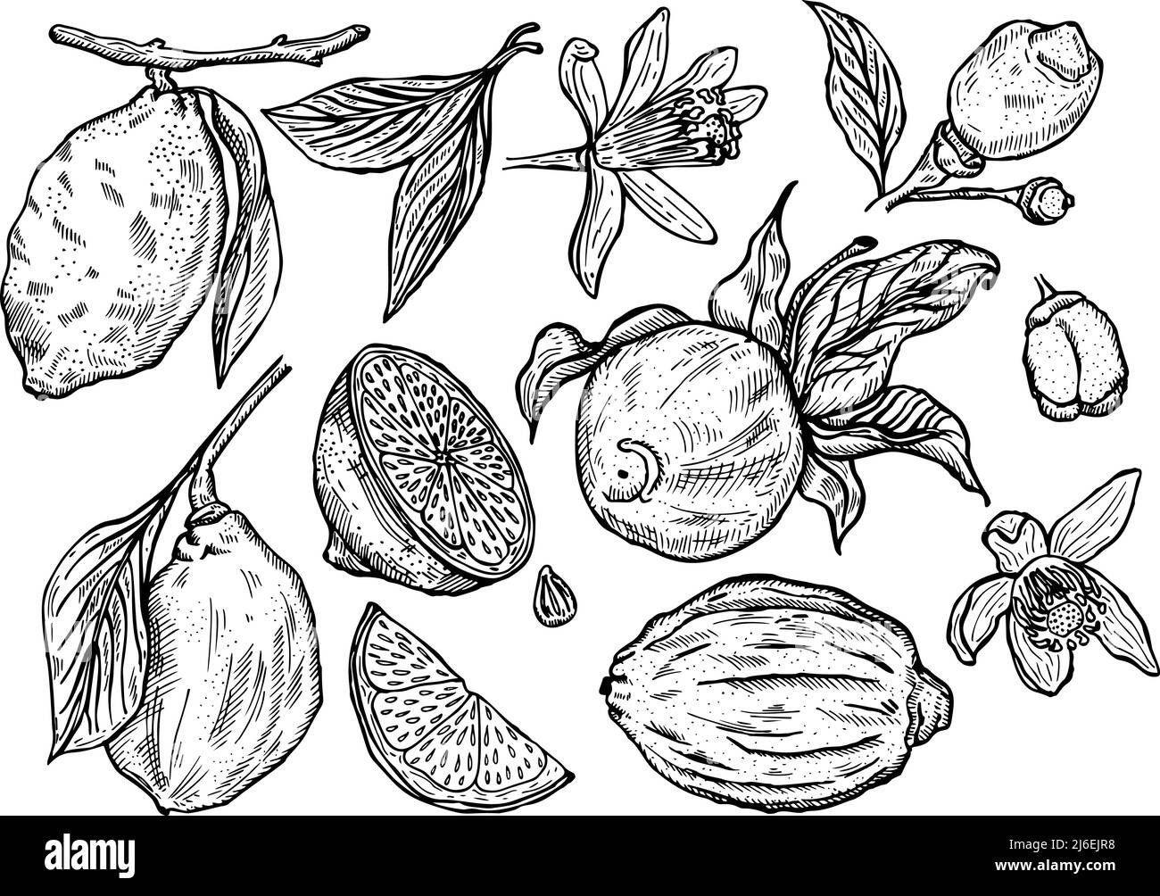 Engraving lemons set. Collections whole lemon, sliced, half, leaf ...