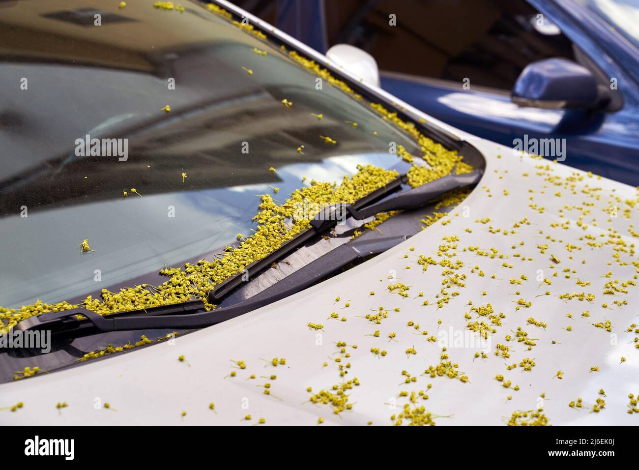 Windshield car flowers hi-res stock photography and images - Alamy