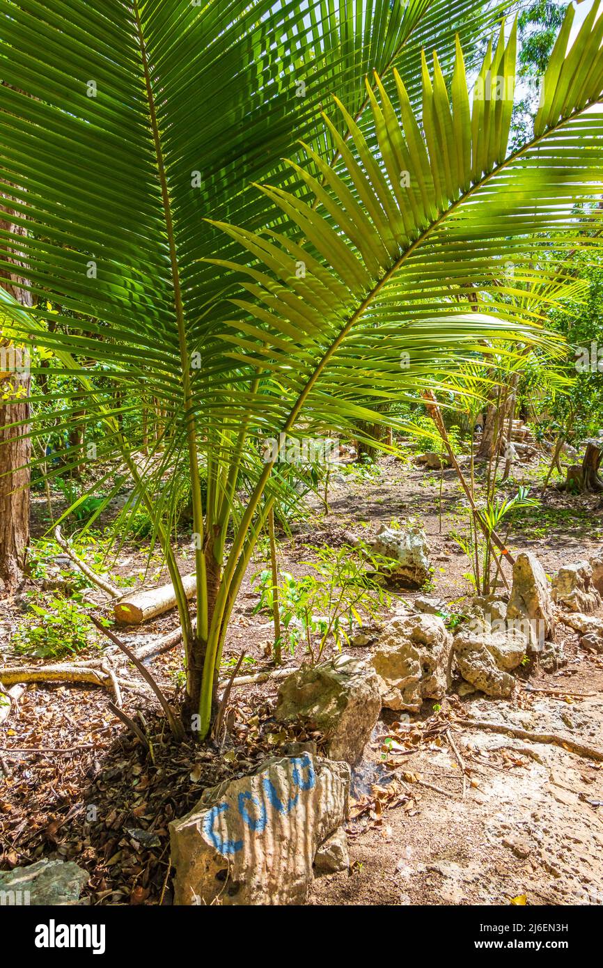 Tropical mexican palm tree jungle plants trees and natural forest ...