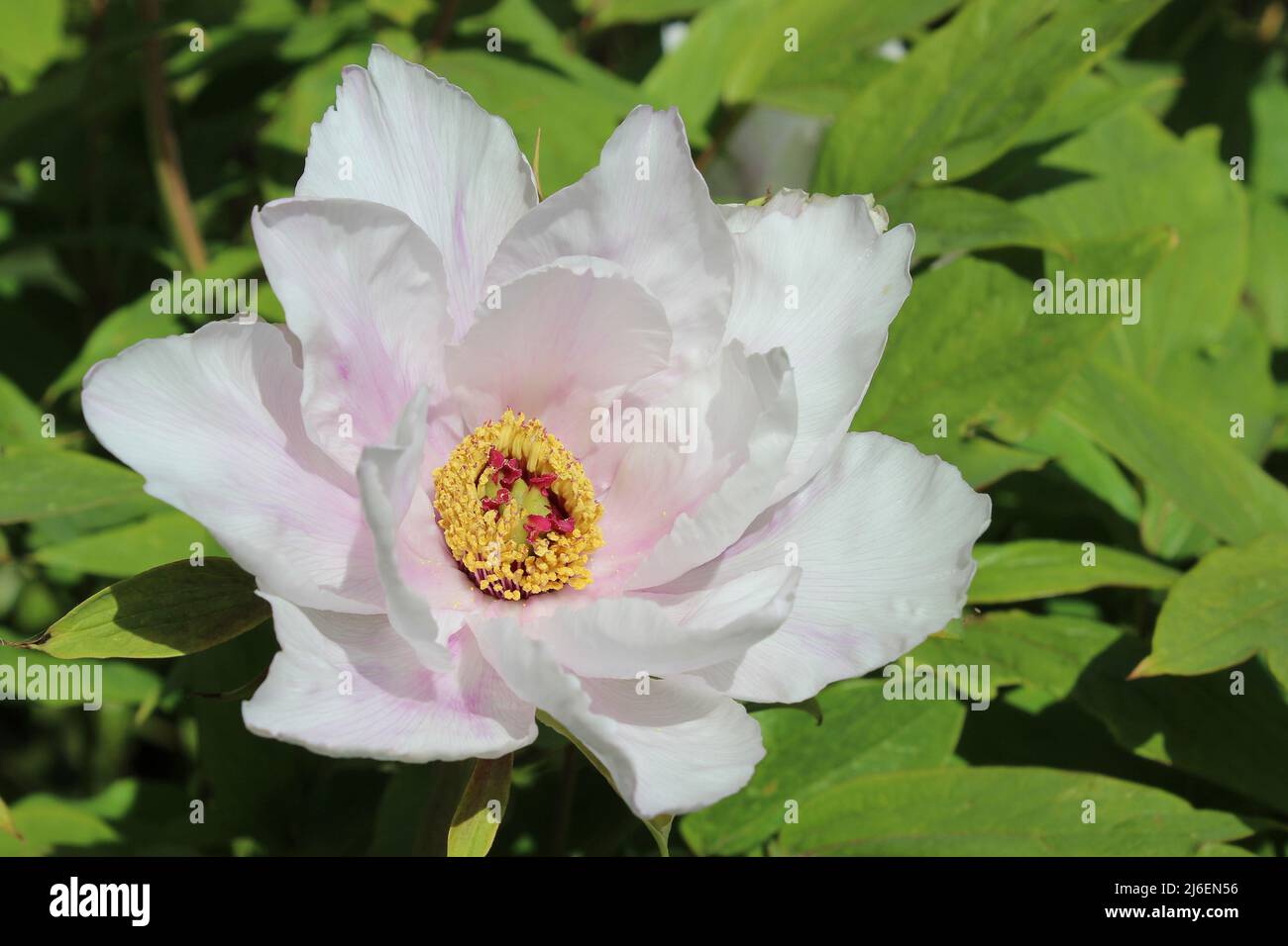 White Tree Peony Flower Paeonia suffruticosa Stock Photo - Alamy