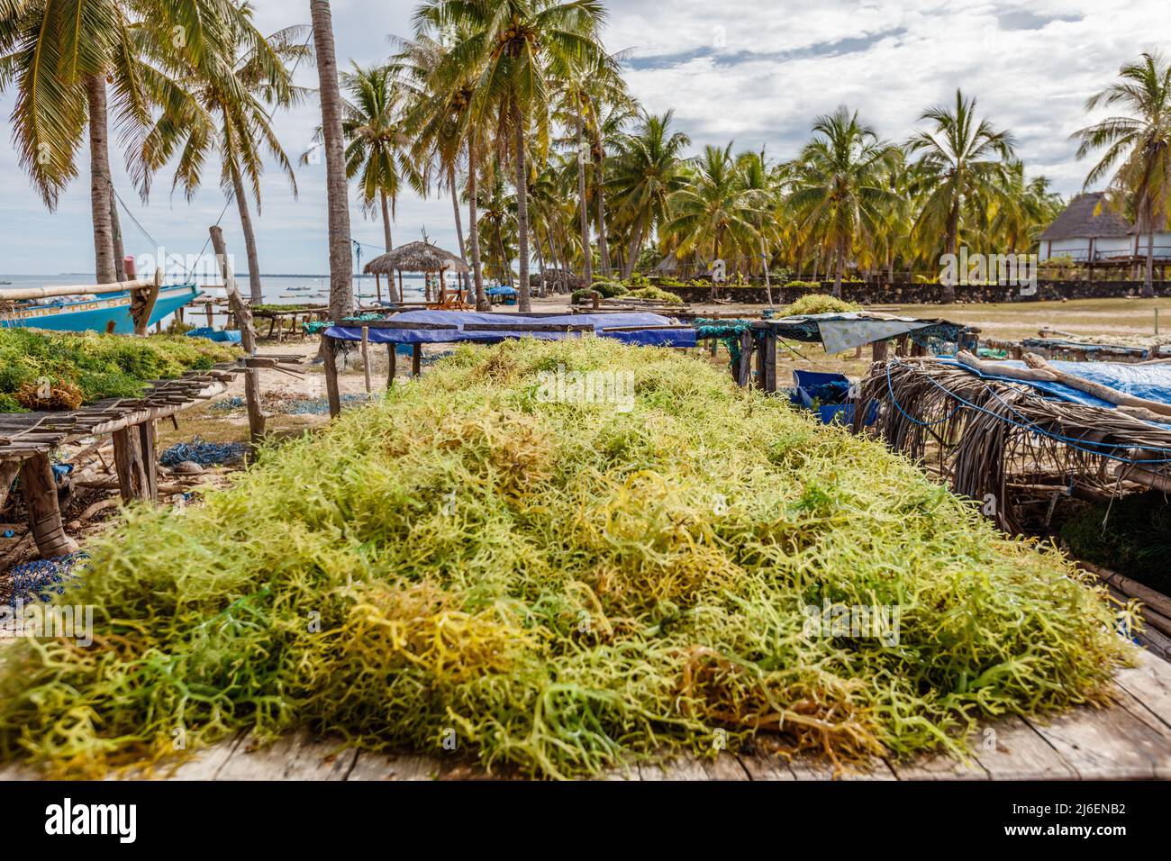 Seaweed farming. Drying seaweed. Rote Island (Pulau Rote), Rote Ndao ...