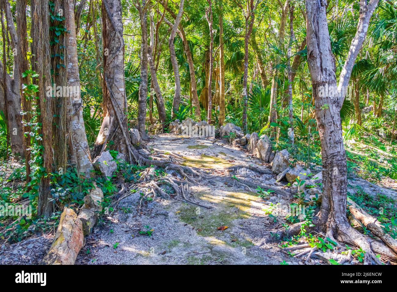 Tropical mexican jungle plants trees and natural forest panorama view ...