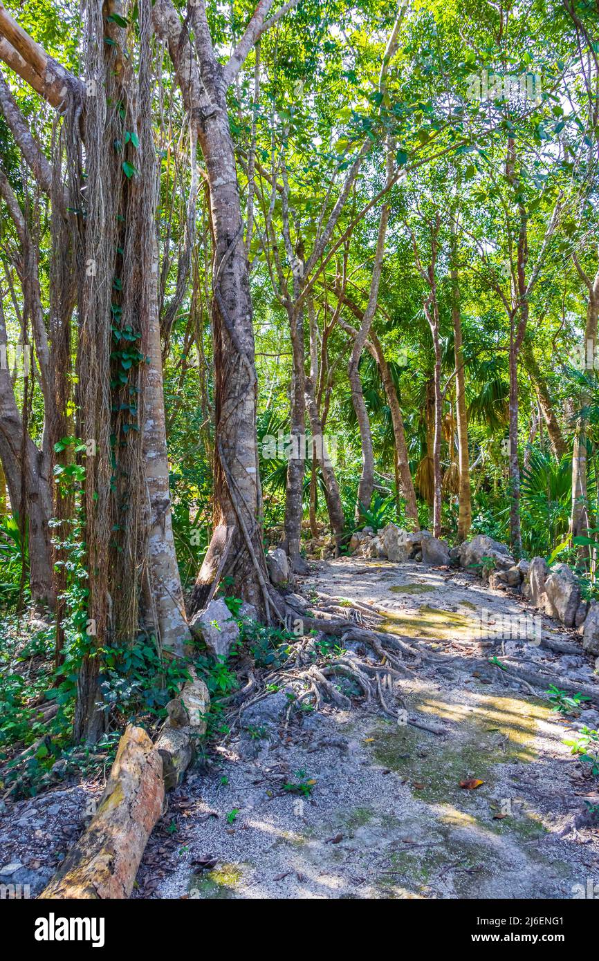 Tropical mexican jungle plants trees and natural forest panorama view ...
