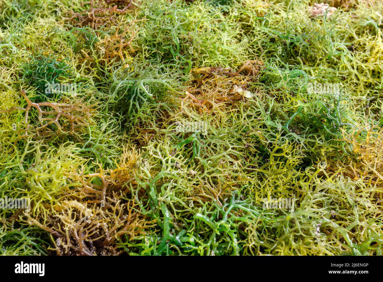 Seaweed farming. Drying seaweed. Rote Island (Pulau Rote), Rote Ndao ...