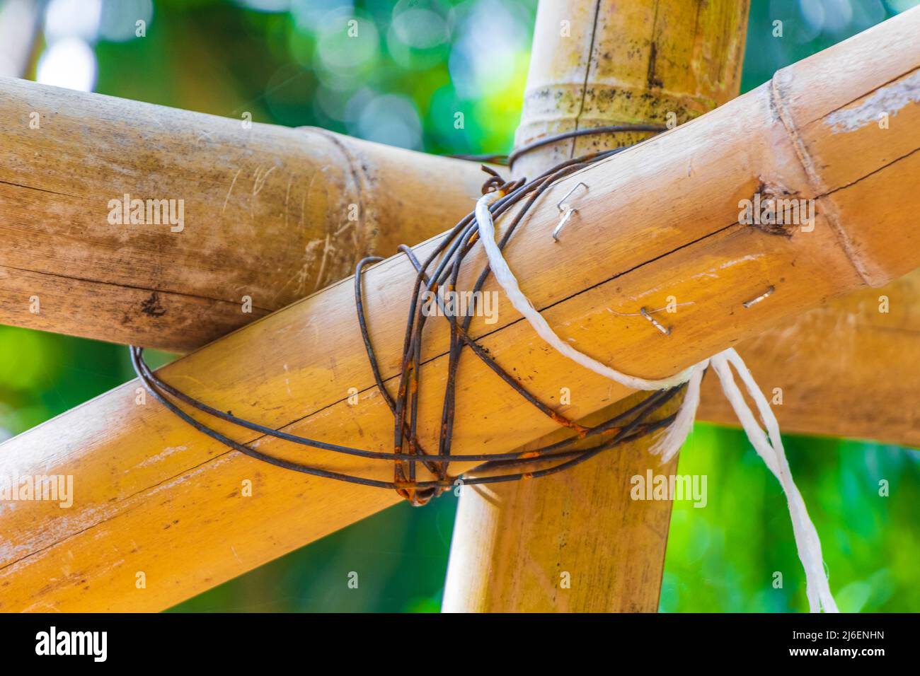 Tropical mexican jungle plants bamboo trees and natural forest panorama ...