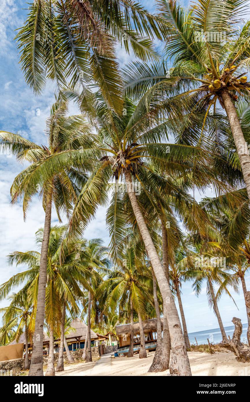 Tops of palm trees with blue sky at the background at Nemberala Beach ...