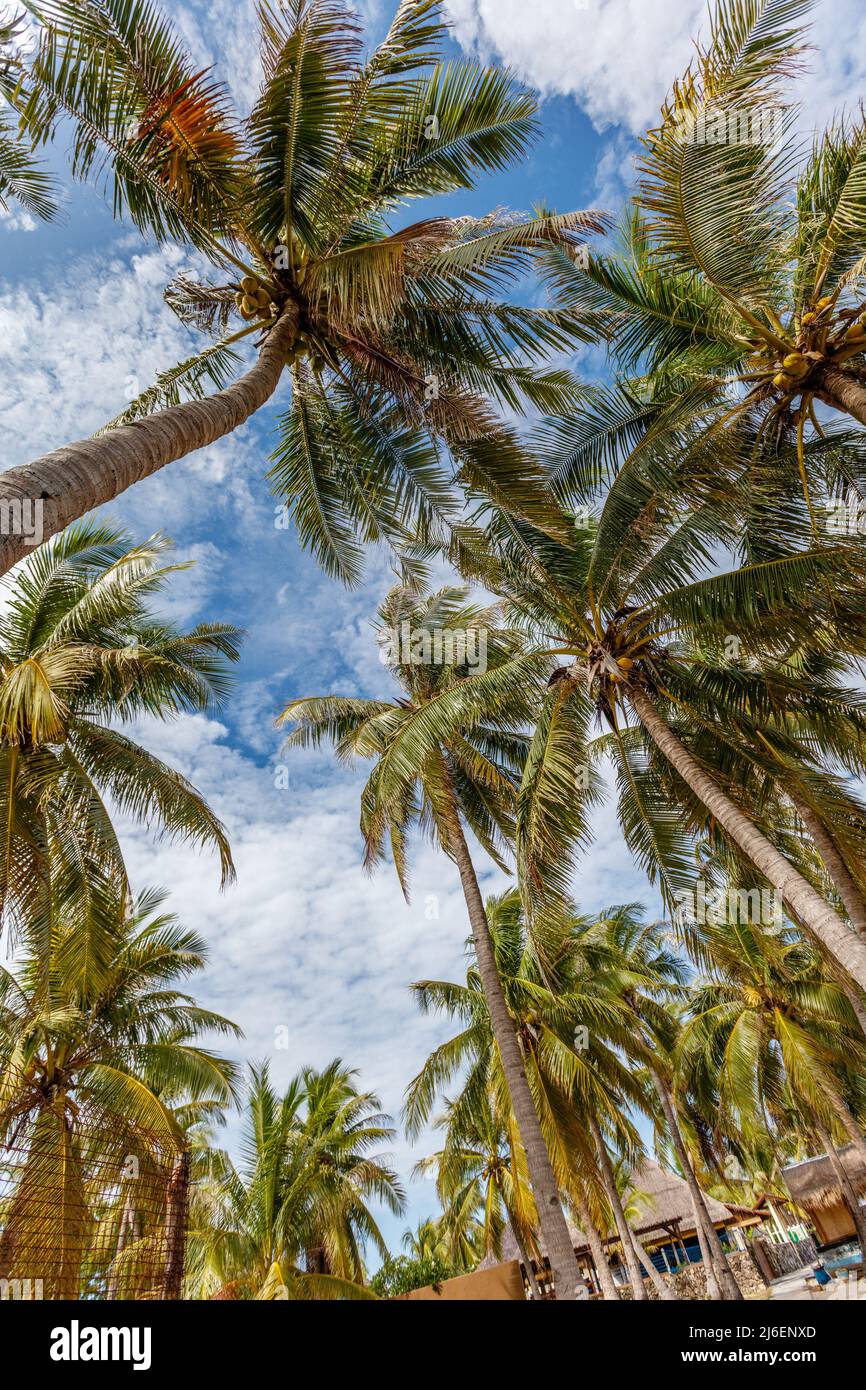 Tops of palm trees with blue sky at the background at Nemberala Beach ...