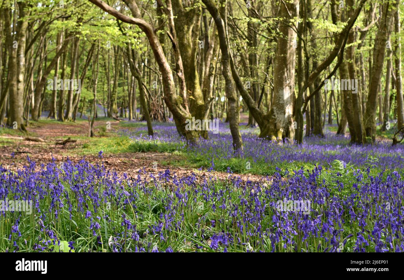 Blanket of Bluebells between trees in Unity woods, Cornwall Stock Photo ...