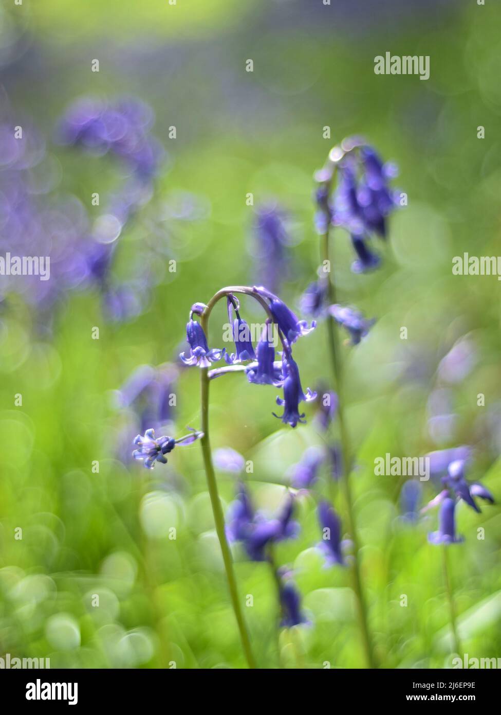 Common bluebell bloom flower hi-res stock photography and images - Alamy