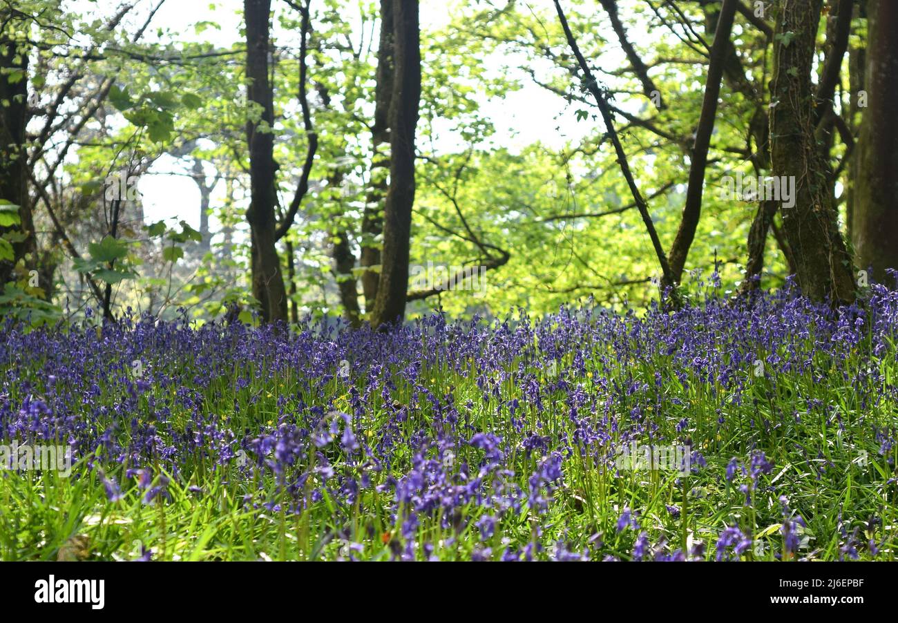 Blanket of Bluebells between trees in Unity woods, Cornwall Stock Photo ...