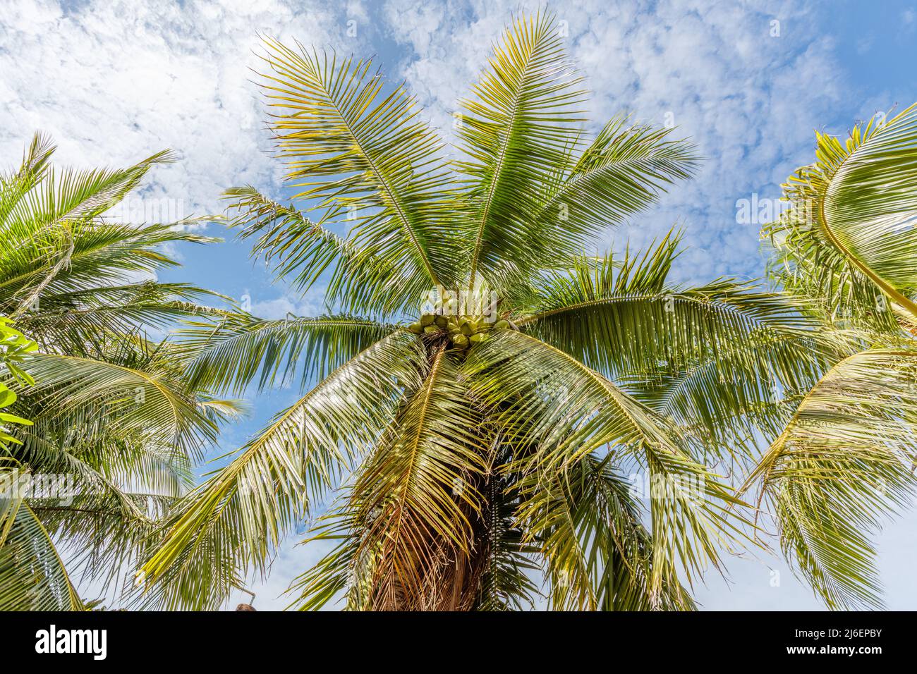 Tops of palm trees with blue sky at the background at Nemberala Beach ...