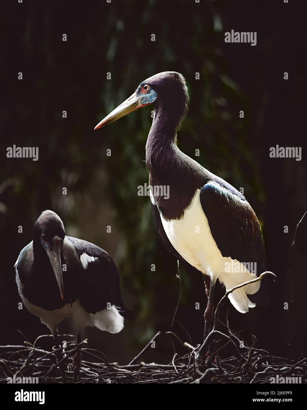 Good behavior hi-res stock photography and images - Alamy