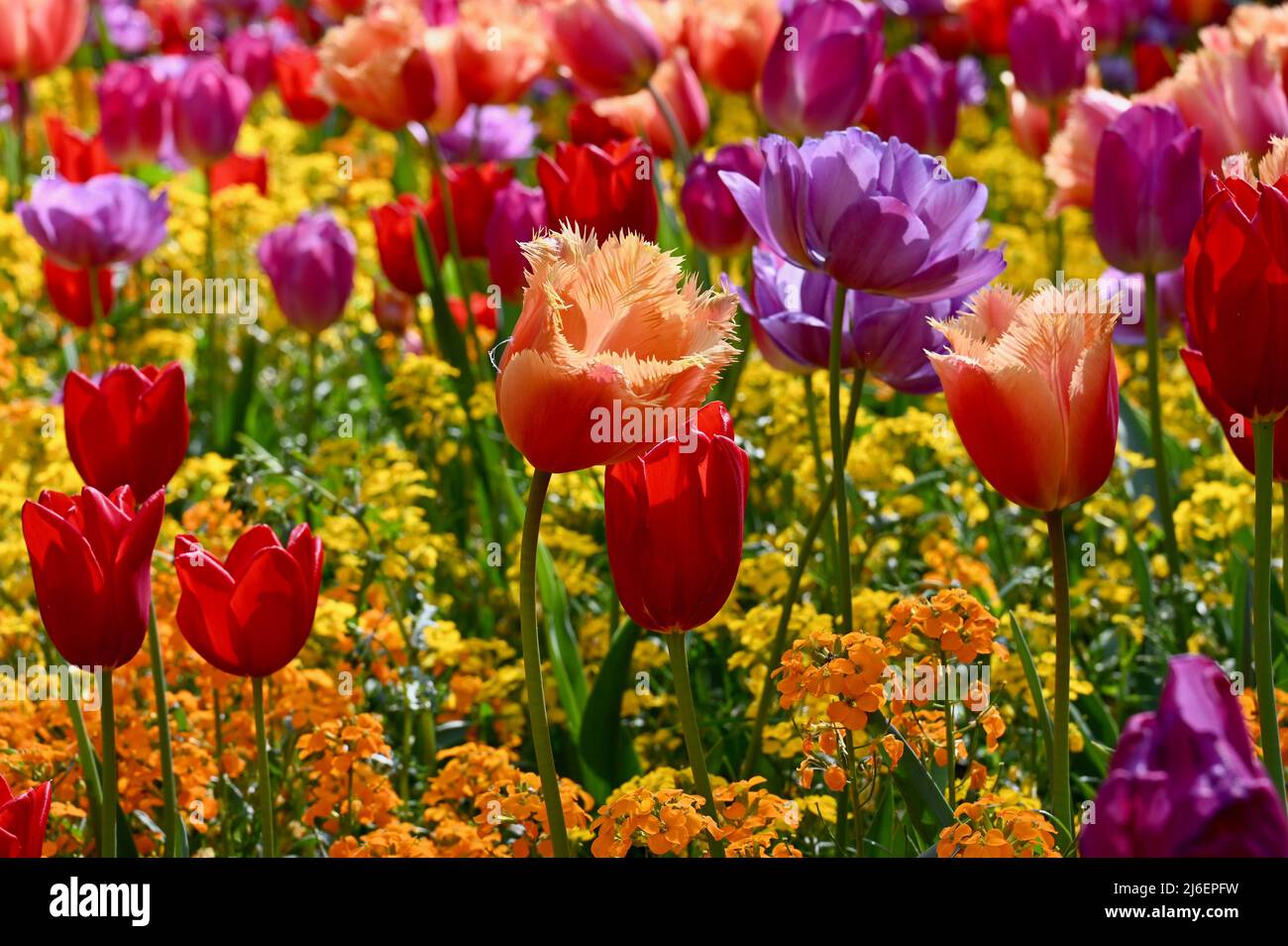Tulips, Victoria Embankment Gardens, London, UK Stock Photo - Alamy