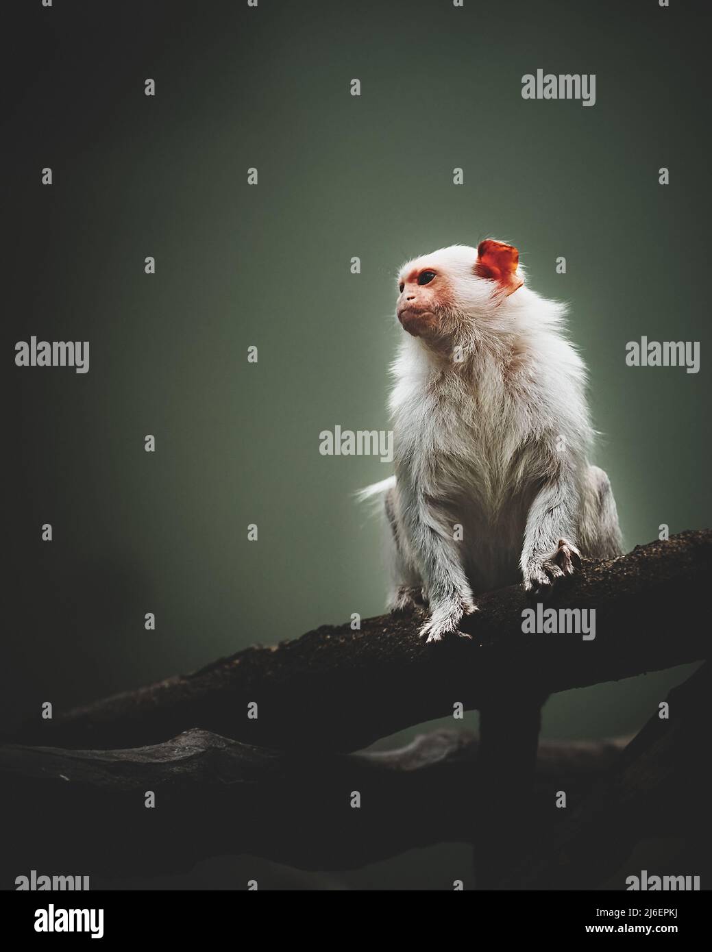 Good behavior hi-res stock photography and images - Alamy