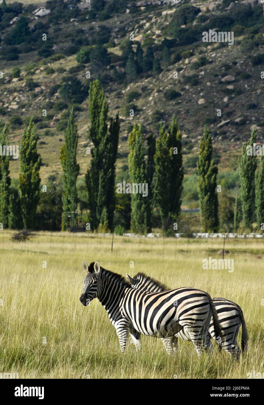 Zebras standing together in a field Stock Photo - Alamy