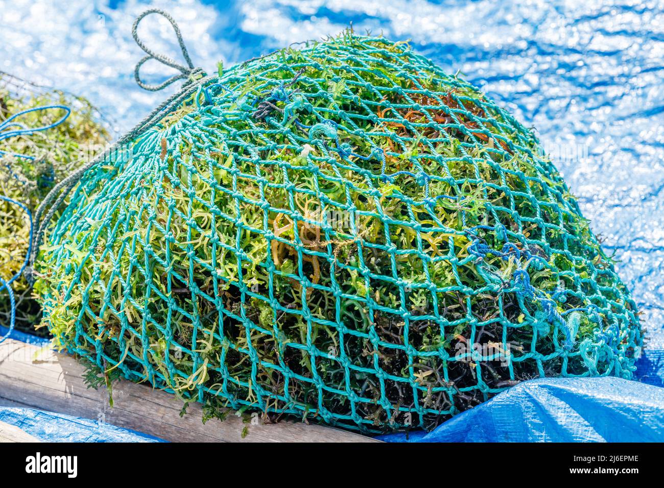 Seaweed farming. Bags of collected seaweed. Rote Island (Pulau Rote ...