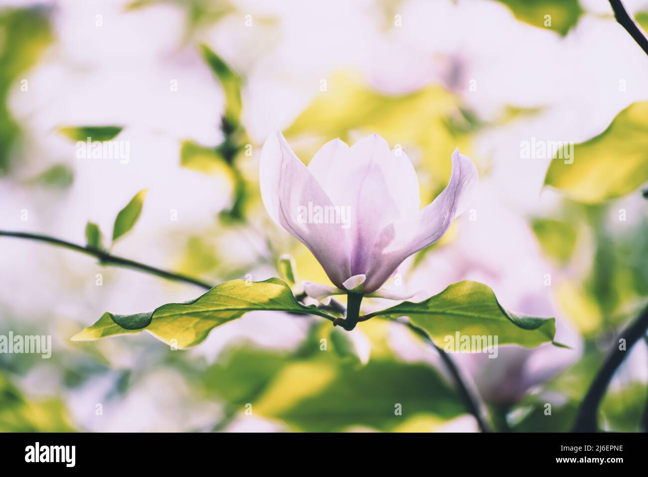 Magnolia spring flowers Stock Photo - Alamy