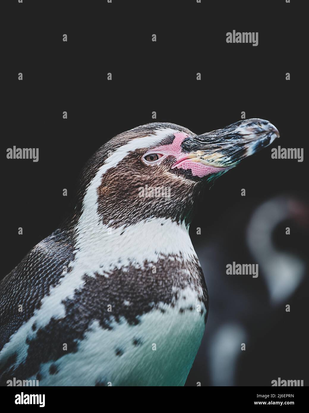 Closeup of pinguin hi-res stock photography and images - Alamy