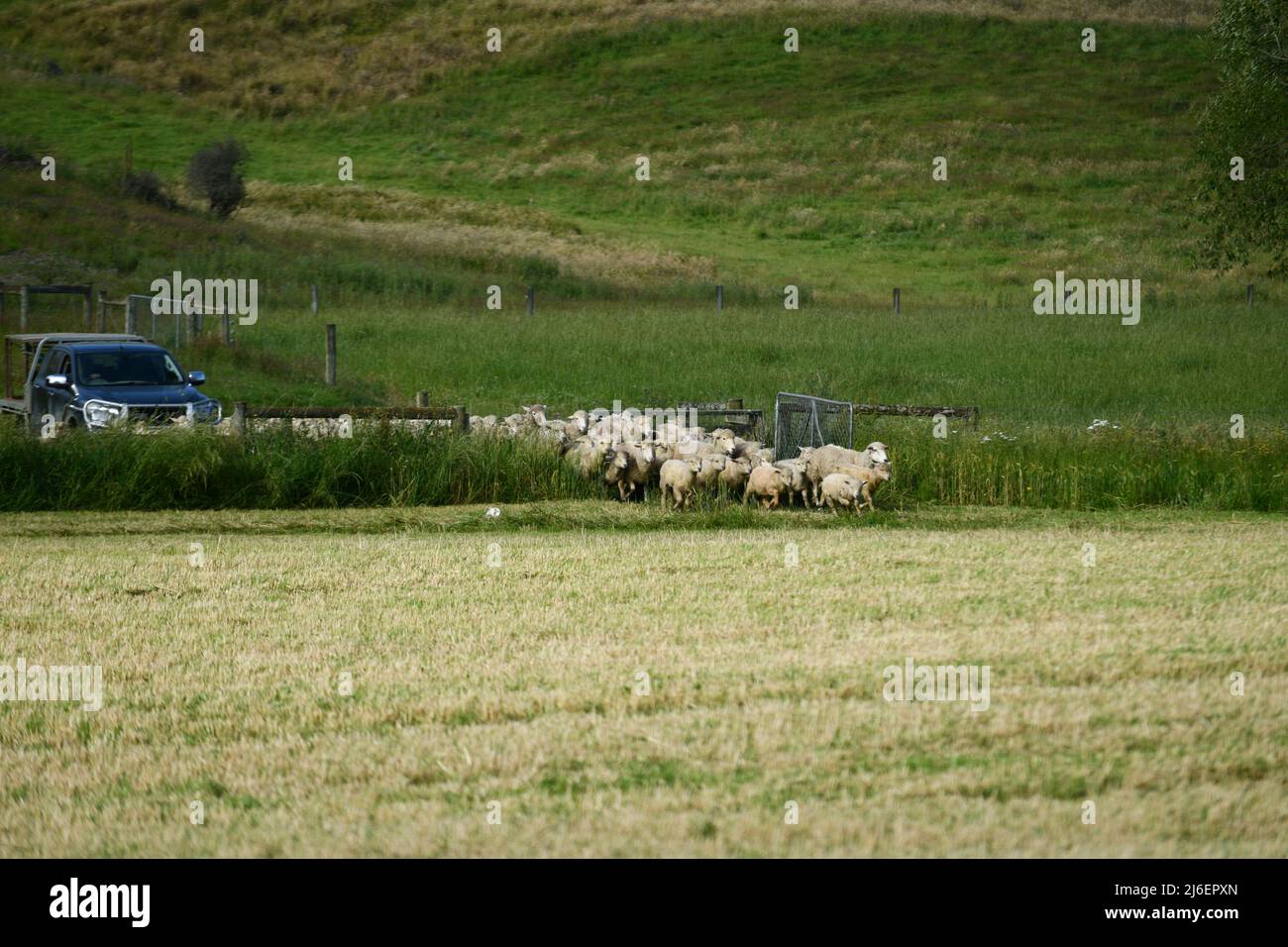 A shepherd moves a mob of sheep into a new paddock at Springfield, New ...