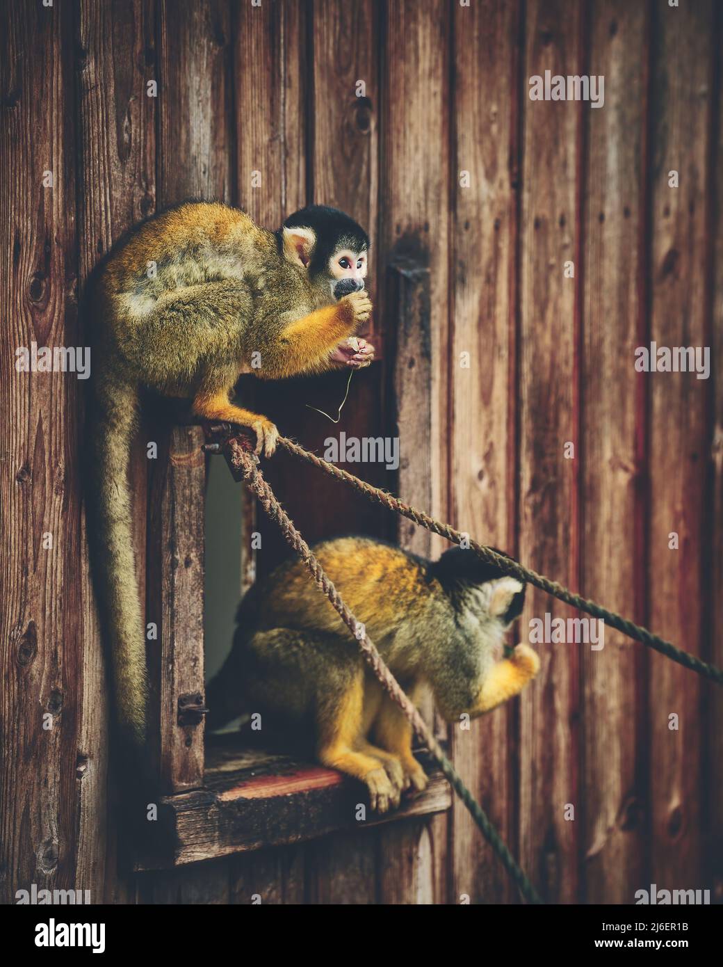 Cute And Beautiful squirrel monkey in good Behavior . High quality ...