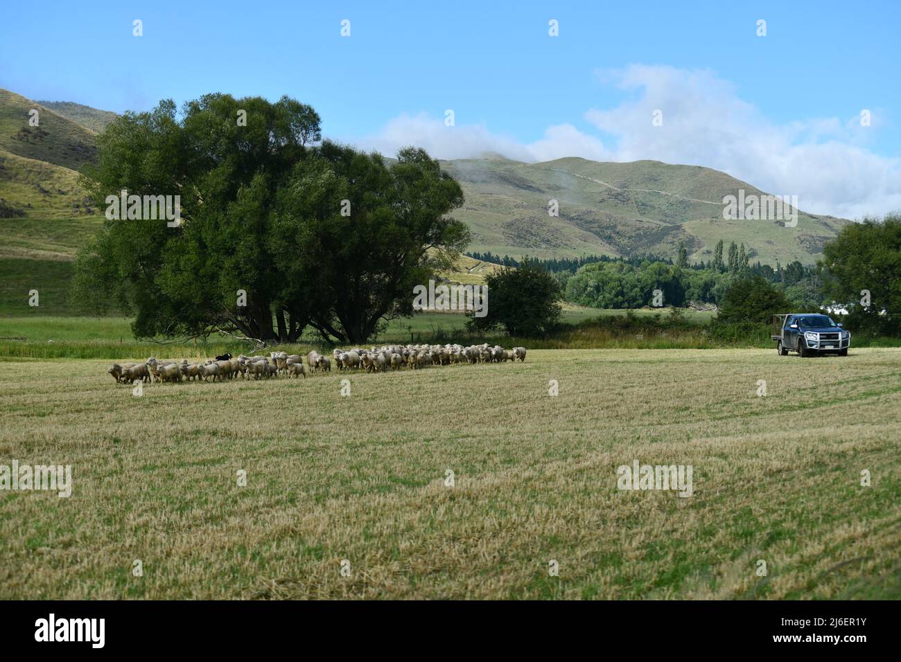Mob of sheep hi-res stock photography and images - Alamy