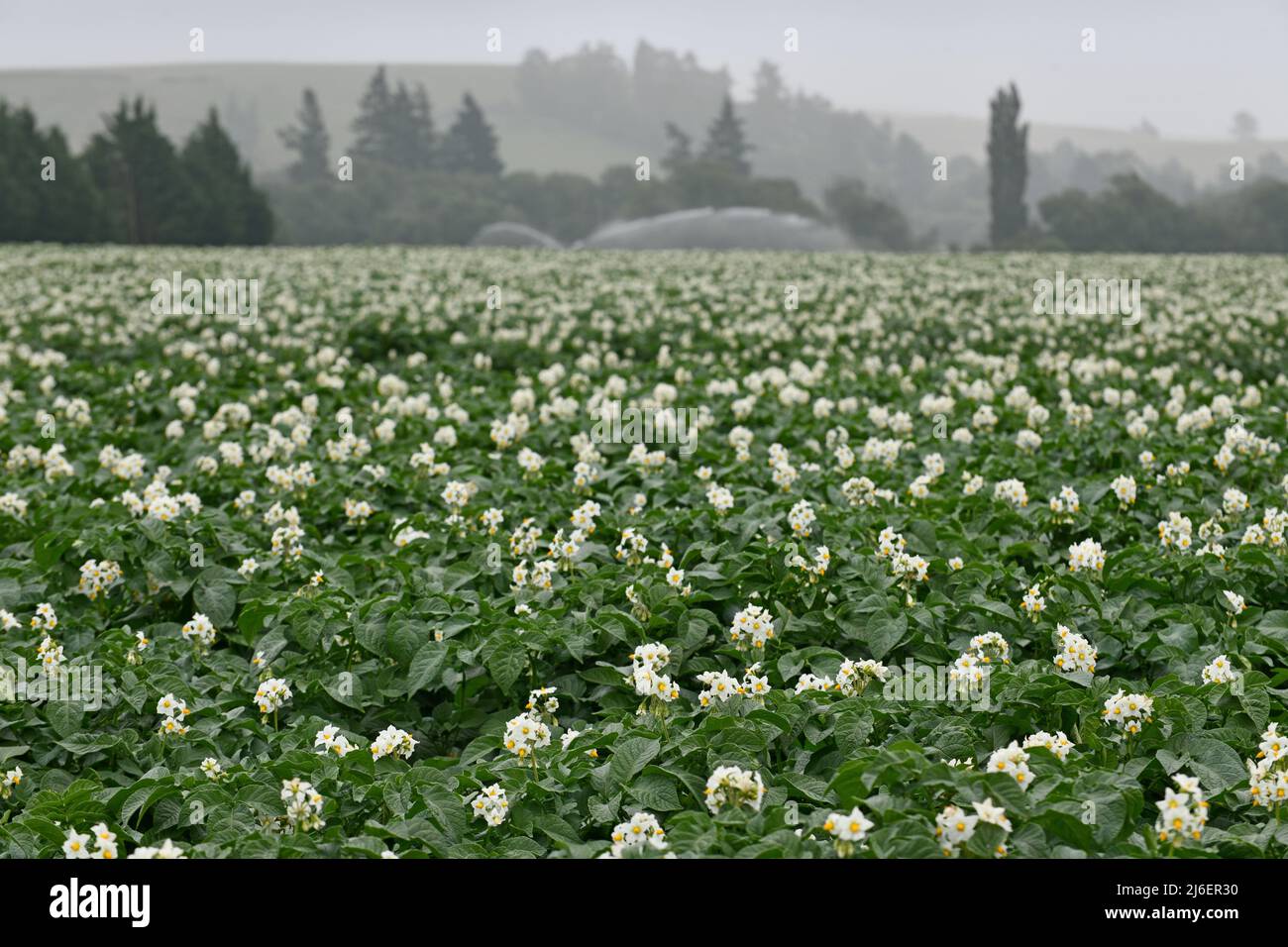 A large potato crop in New Zealand in flower during summer while ...
