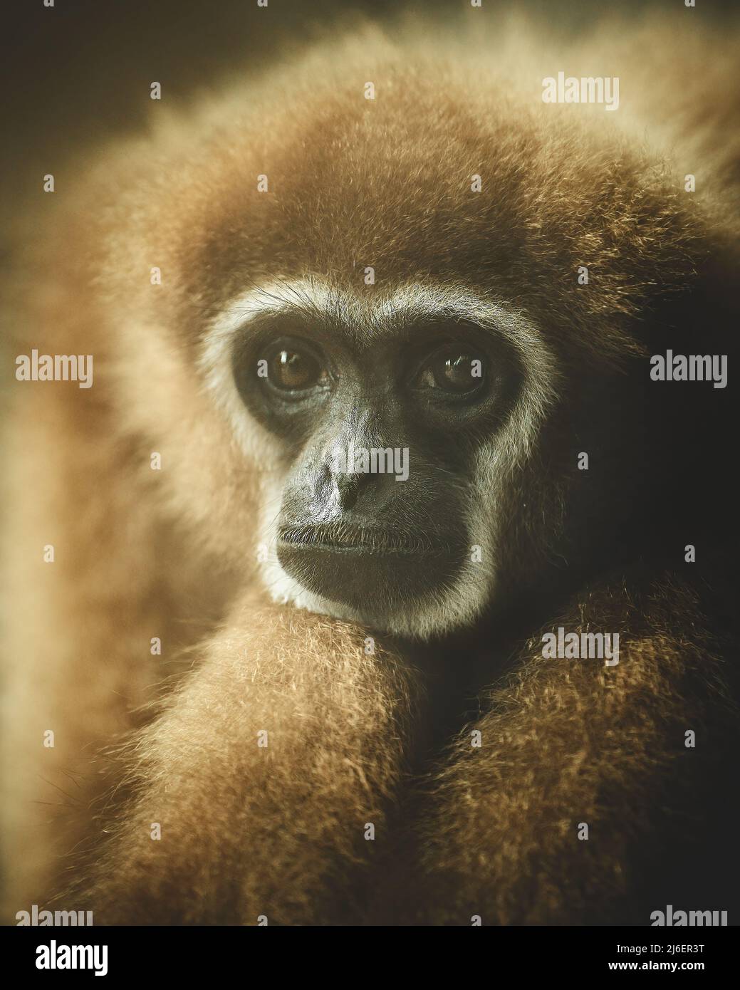 Cute And Beautiful Gibbons in good Behavior . High quality photo Stock ...