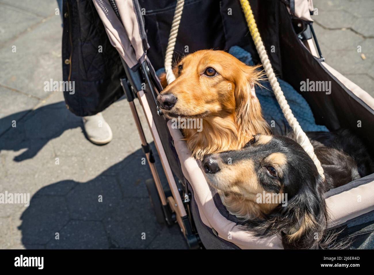 Weinerdogs hi-res stock photography and images - Alamy