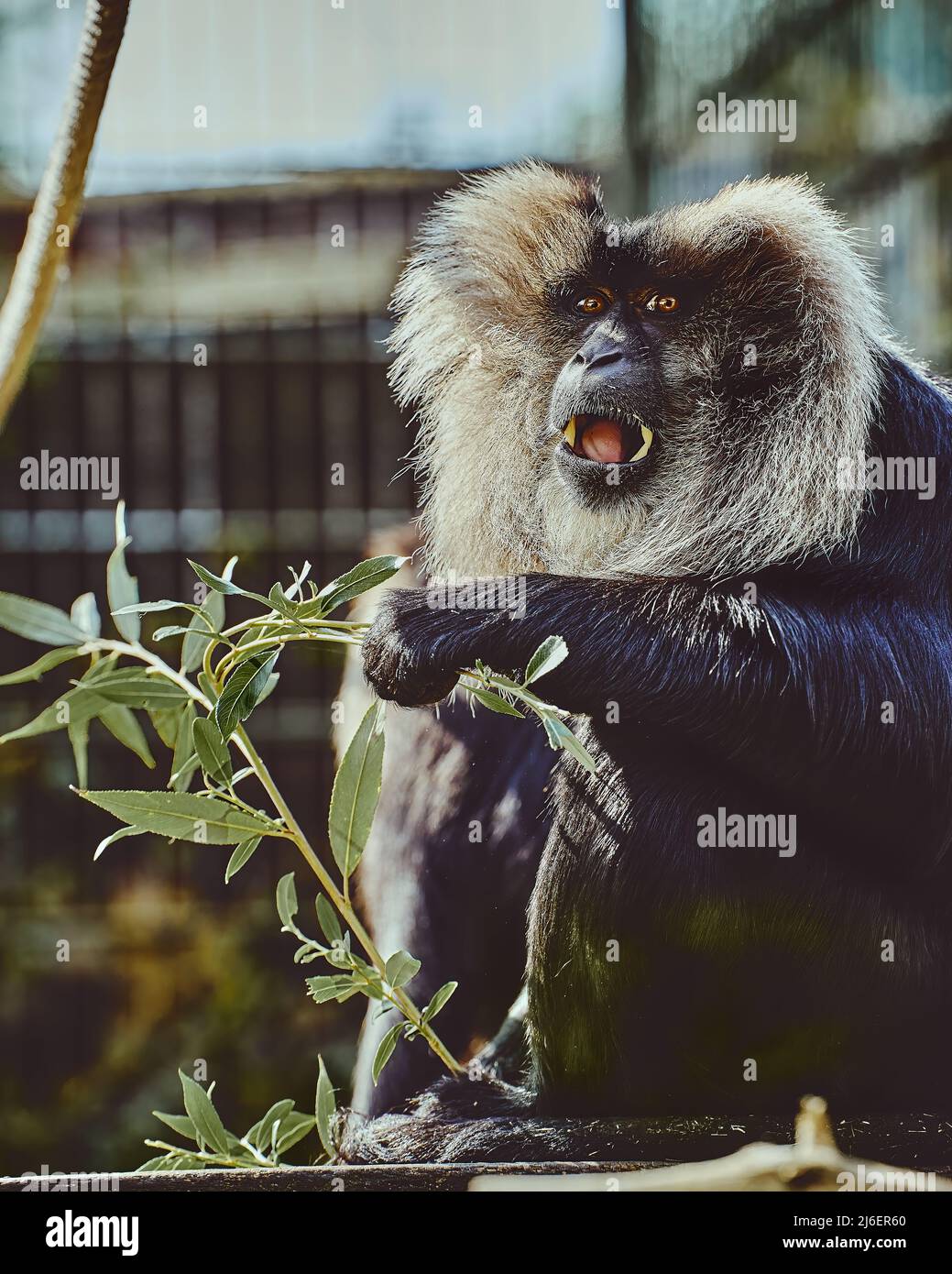 Apes behavior hi-res stock photography and images - Alamy