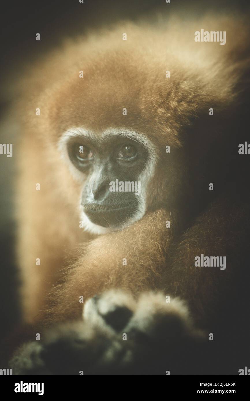 Cute And Beautiful Gibbons in good Behavior . High quality photo Stock ...