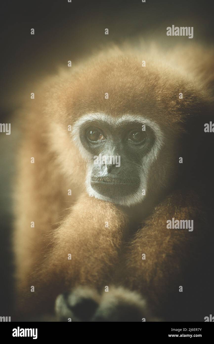 Beautiful ape hi-res stock photography and images - Alamy