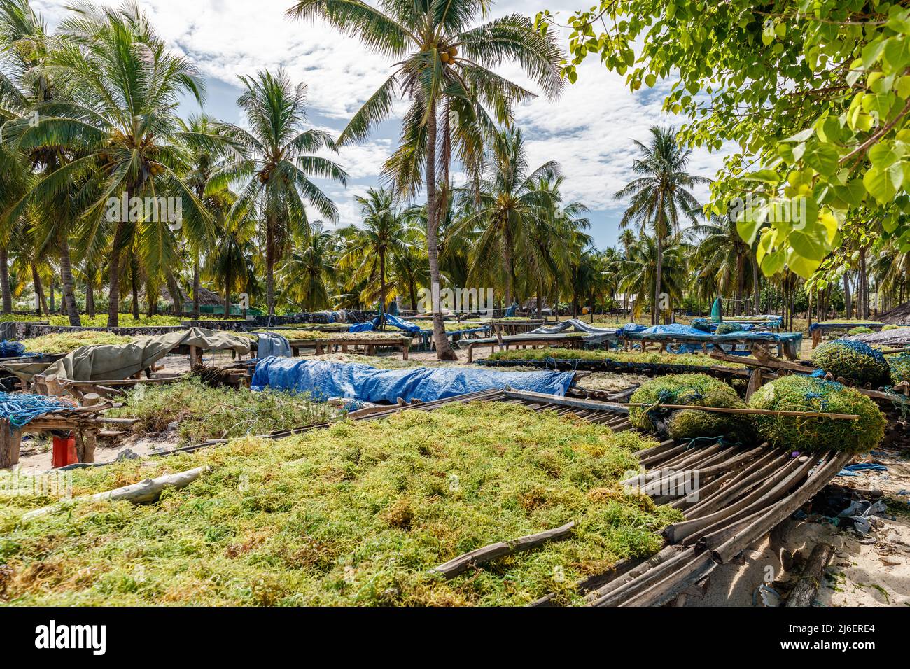 Seaweed farming. Drying seaweed. Rote Island (Pulau Rote), Rote Ndao ...