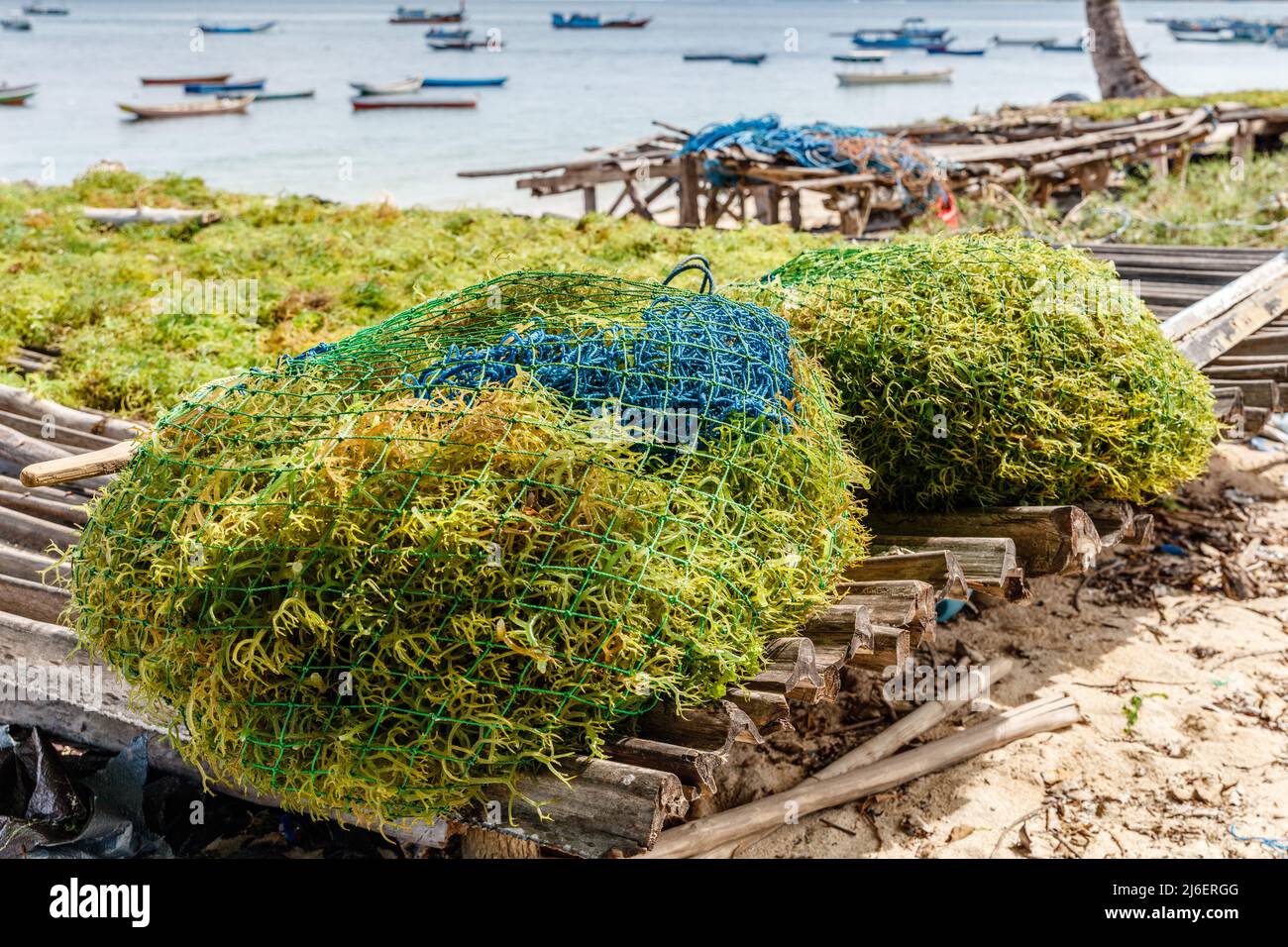 Seaweed farming. Drying seaweed. Rote Island (Pulau Rote), Rote Ndao ...