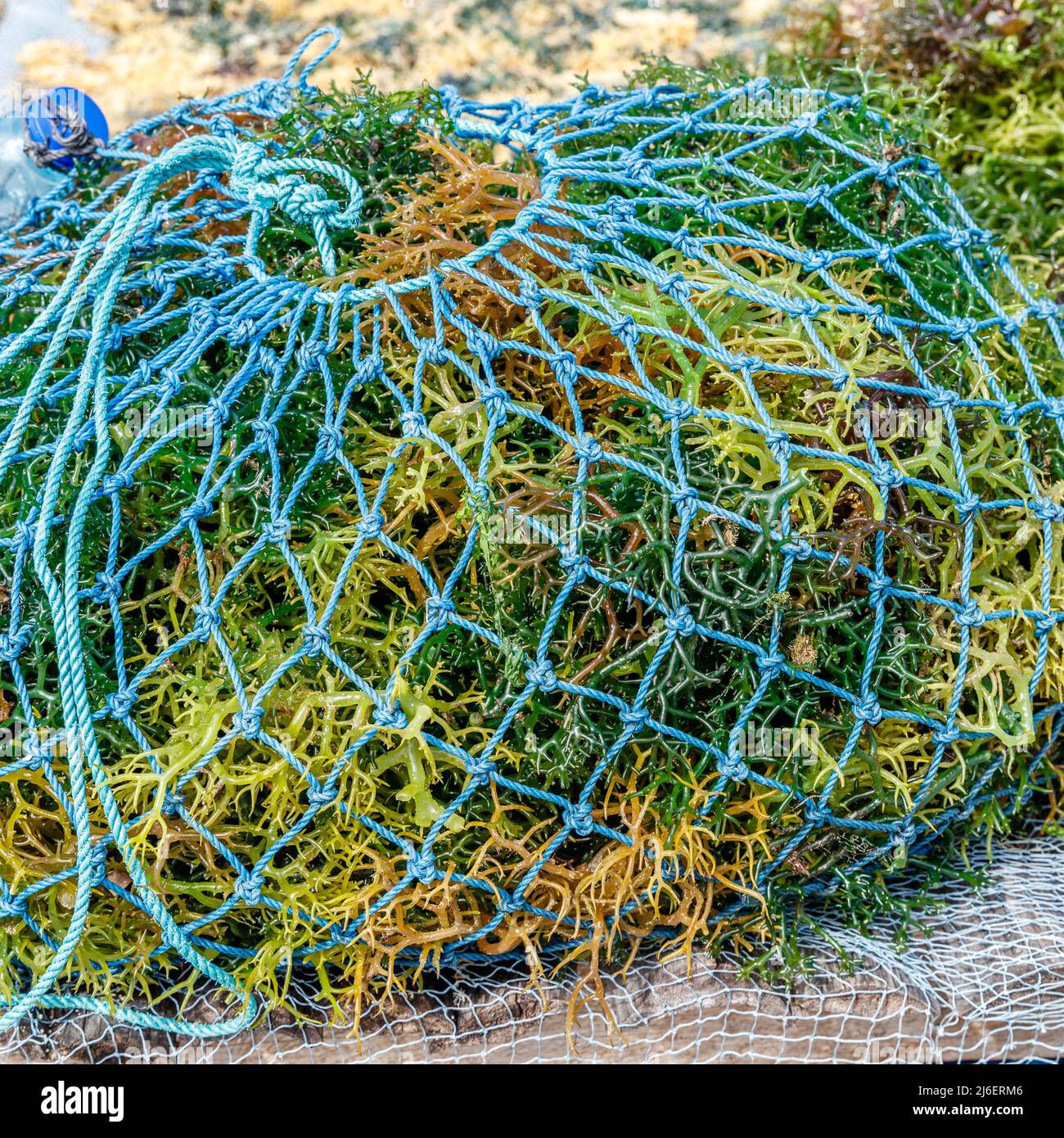 Seaweed farming. Bags of collected seaweed. Rote Island (Pulau Rote ...