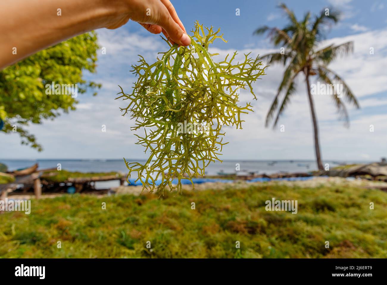 Seaweed farming. Hand holding seaweed. Rote Island (Pulau Rote), Rote ...
