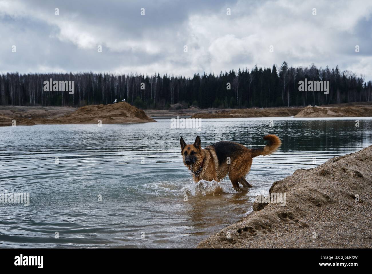Beautiful black and red German Shepherd is swimming in river on sand ...