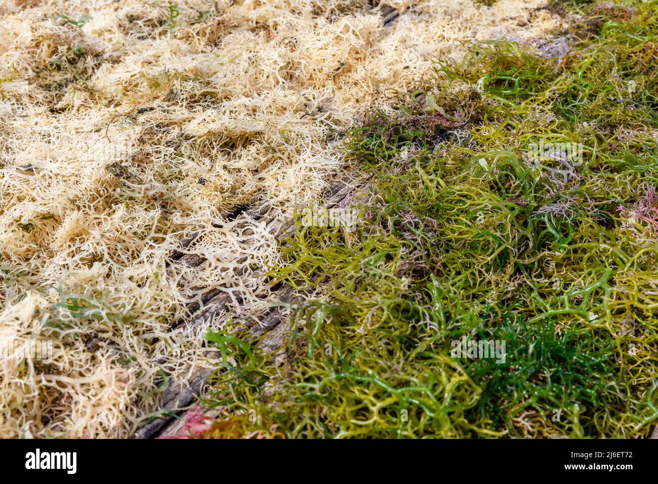 Seaweed farming. Drying seaweed. Rote Island (Pulau Rote), Rote Ndao ...