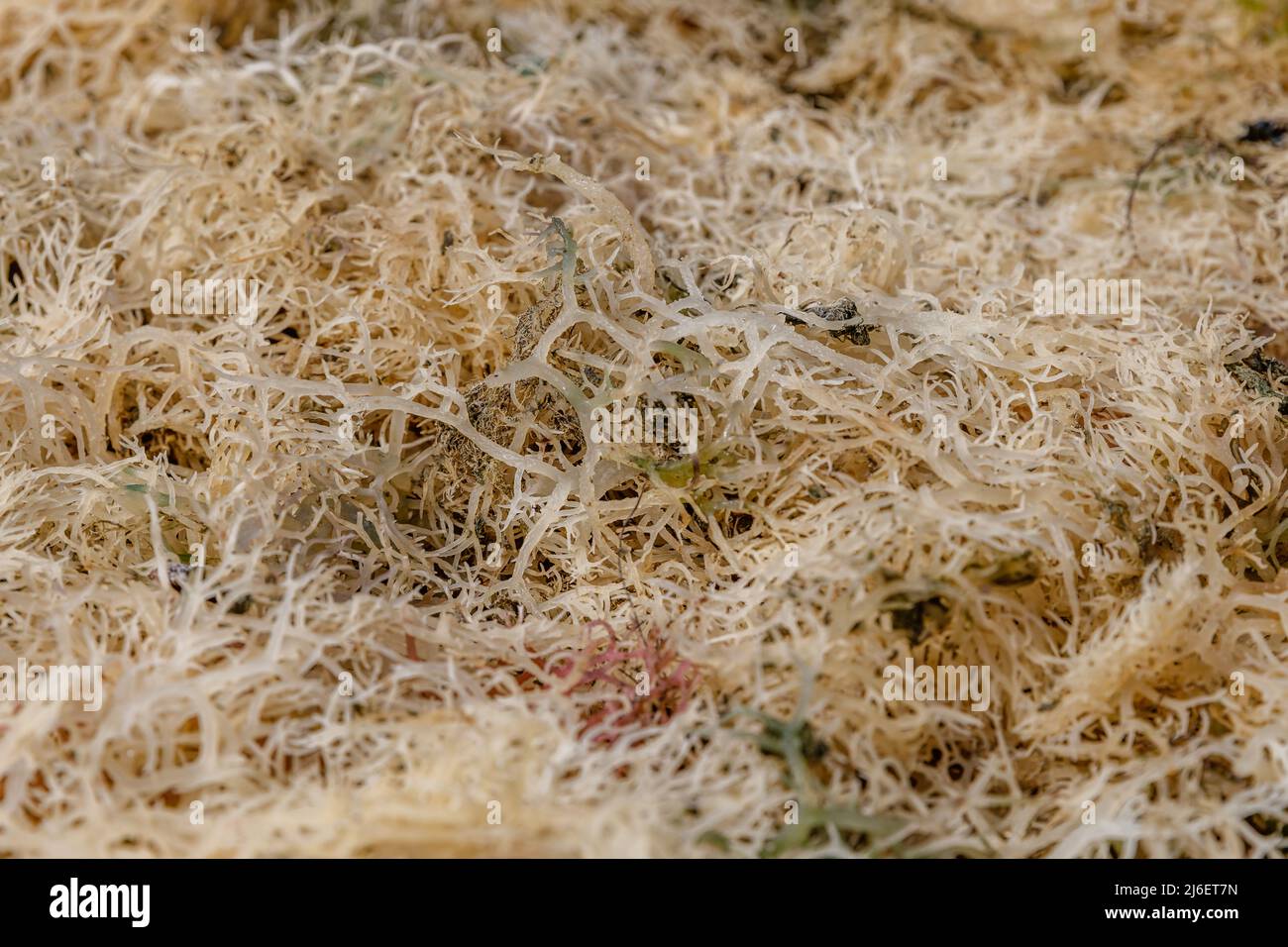 Seaweed farming. Drying seaweed. Rote Island (Pulau Rote), Rote Ndao ...