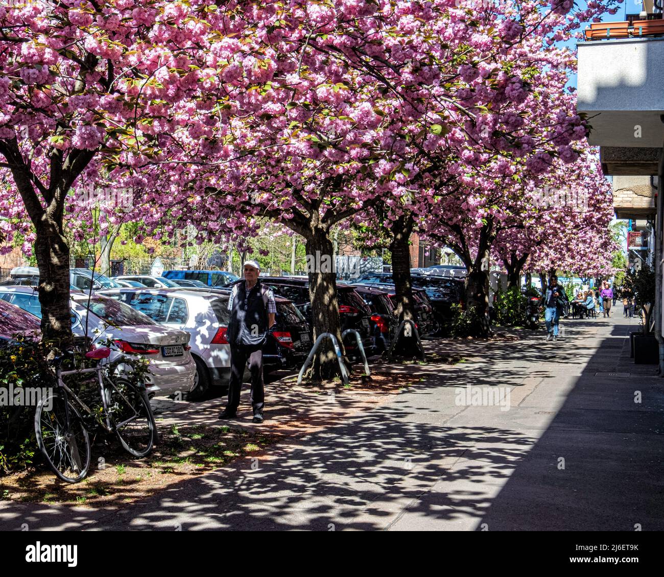 Flowering Cherry trees in Spring in Sonnenburger Straße,Prenzlauer Berg ...